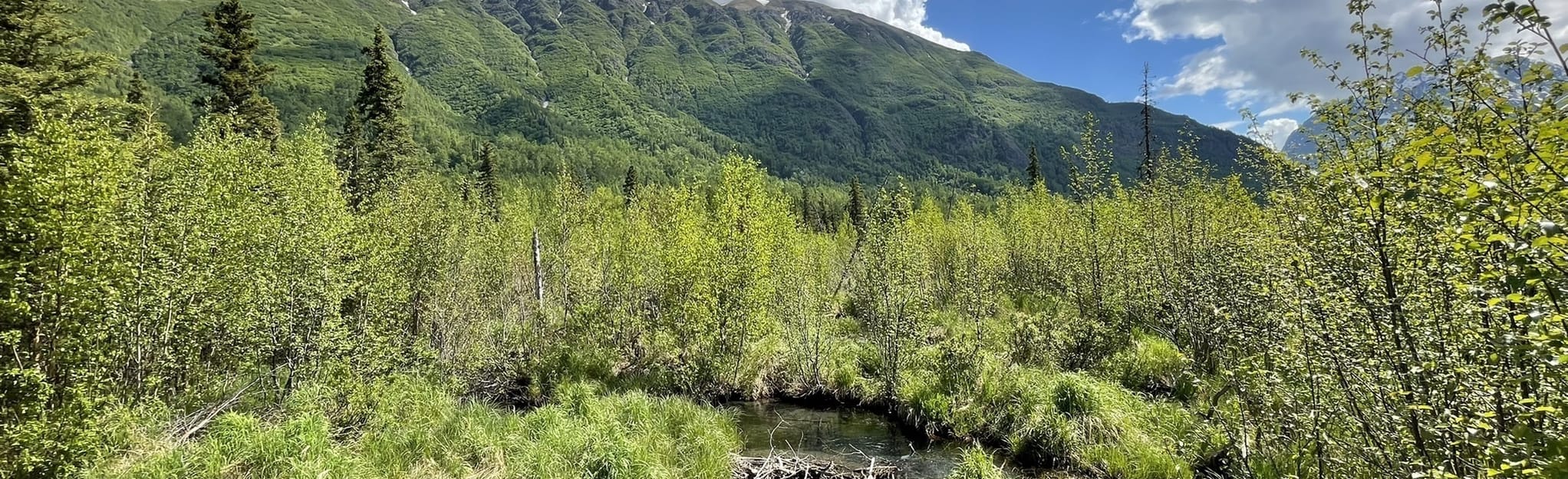 Albert Loop: 560 Reviews, Map - Alaska | AllTrails