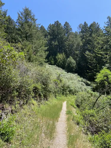 Best 10 Hiking Trails in Purisima Creek Redwoods Open Space Preserve ...