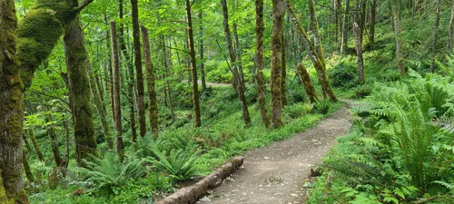 10 Best Hikes and Trails in Tiger Mountain State Forest | AllTrails