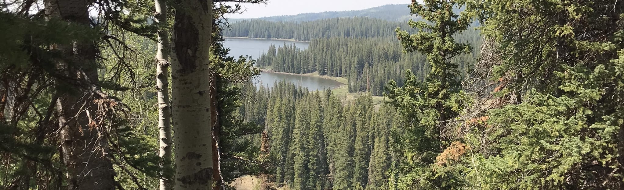 Grand Mesa Discovery Trail: 17 Reviews, Map - Colorado | AllTrails
