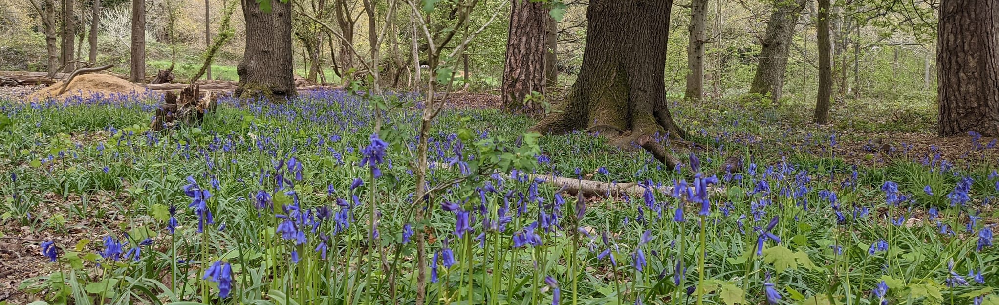 Ambarrow Court Circular, Berkshire, England - 28 Reviews, Map | AllTrails