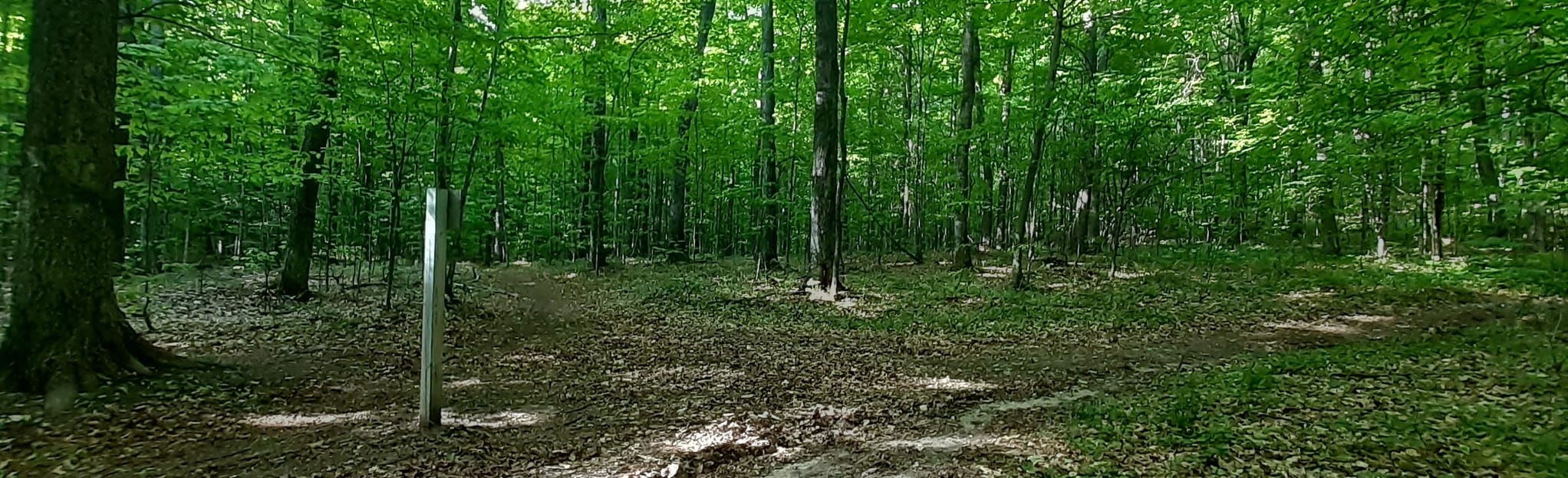 Offield Family Reserve Loop, Michigan - 154 Reviews, Map | AllTrails