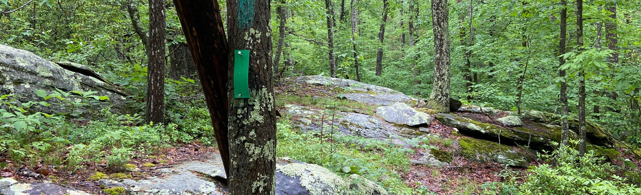 Cockaponset Green Trail: 37 Reviews, Map - Connecticut | AllTrails