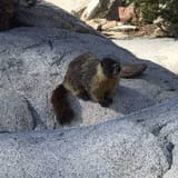 Vandeburg, Lady, and Lillian Lakes Loop, California - 23 Reviews, Map ...