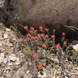 Vandeburg, Lady, and Lillian Lakes Loop, California - 22 Reviews, Map ...