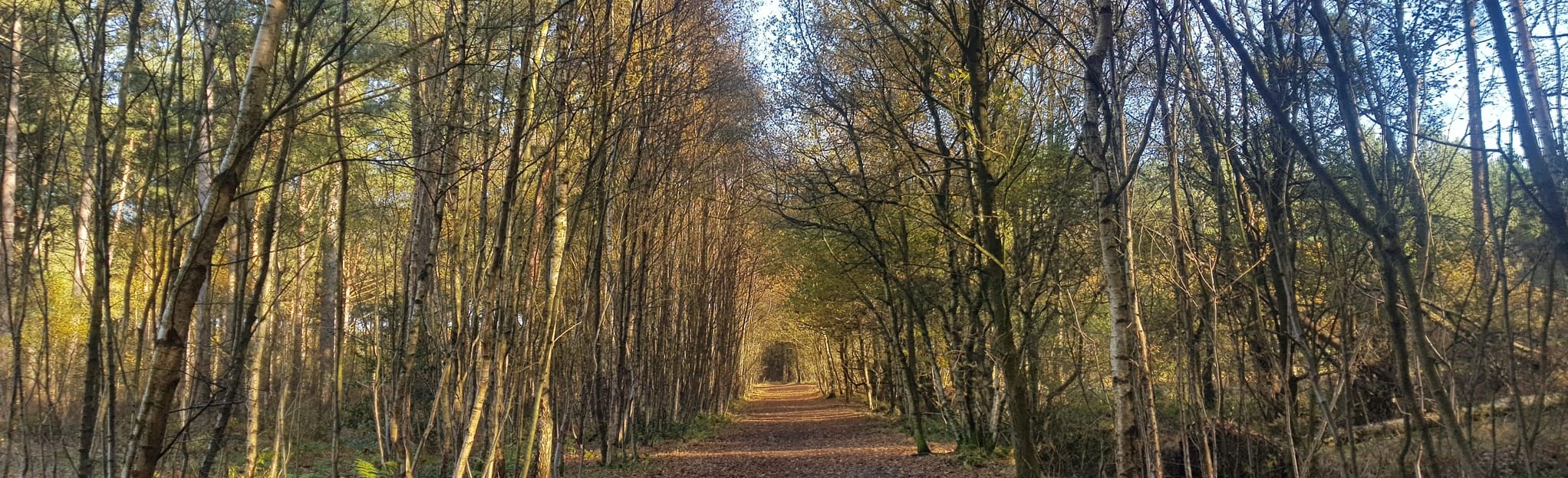 Allerthorpe Wood Circular: 167 Reviews, Map - North Yorkshire, England ...