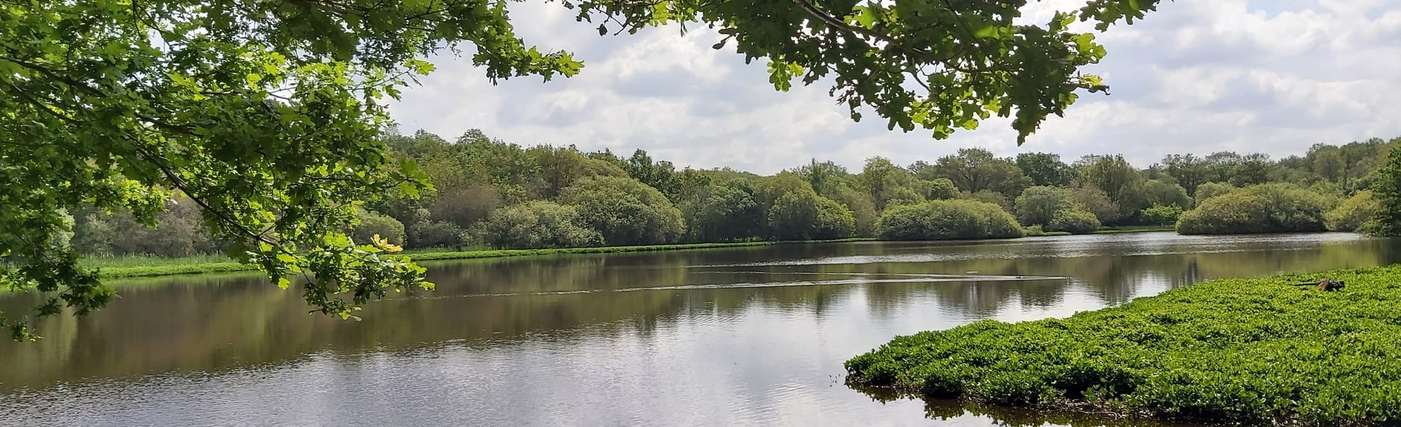 The Star and Ashtead Common Circular: 252 foto's - Surrey, Engeland ...