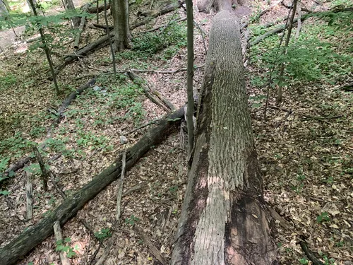 Best Hikes and Trails in Coy Mountain Preserve | AllTrails