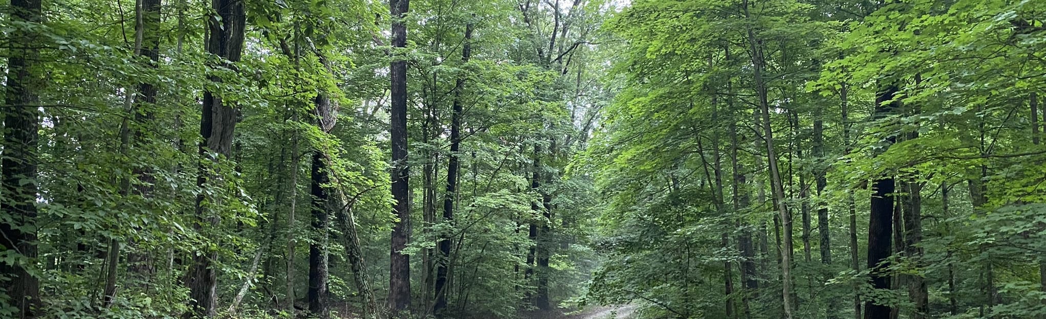 Bartley Ridge, Lucas Hollow, and Tecumseh Trail Loop | Map, Guide ...