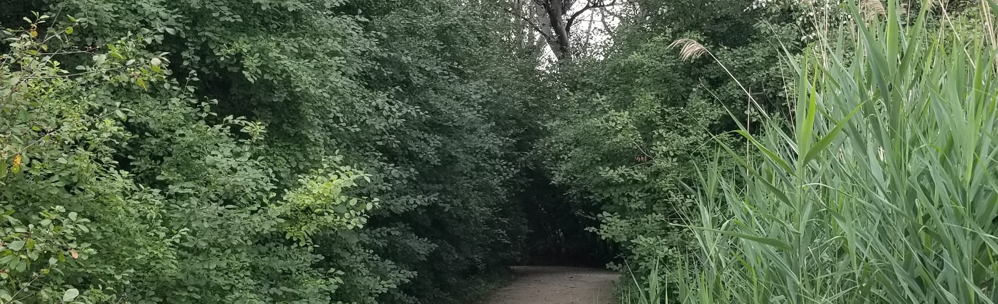 Lake Sedgewick Centennial Park Loop: 50 Reviews, Map - Illinois | AllTrails
