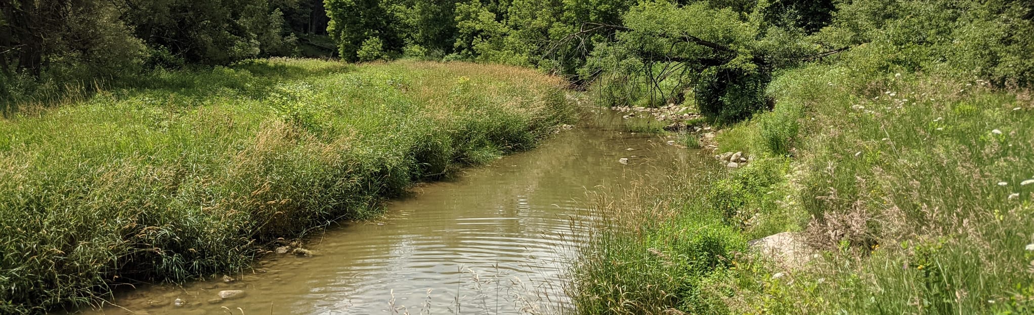 Arthur River Trail, Ontario, Canada - 51 Reviews, Map | AllTrails