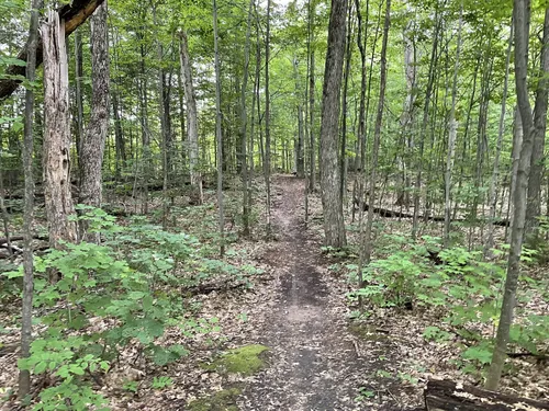 10 Best Trails and Hikes in Gravenhurst | AllTrails