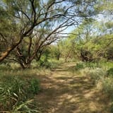 Lake Arrowhead State Park Full Loop, Texas - 37 Reviews, Map | AllTrails