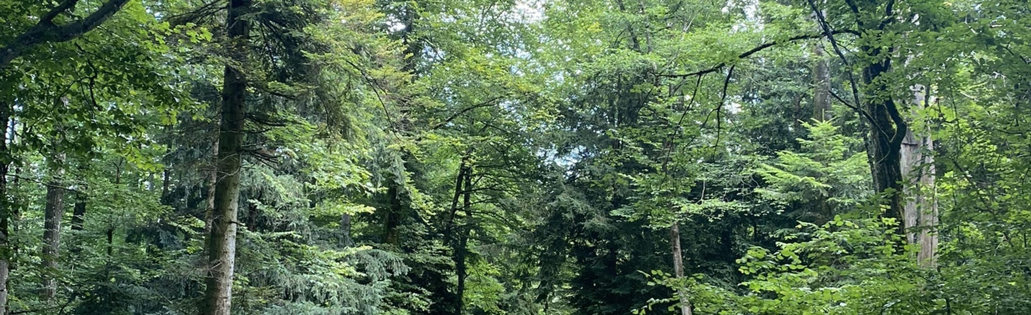 Lupfig - Baden, Aargau, Switzerland - Map, Guide | AllTrails