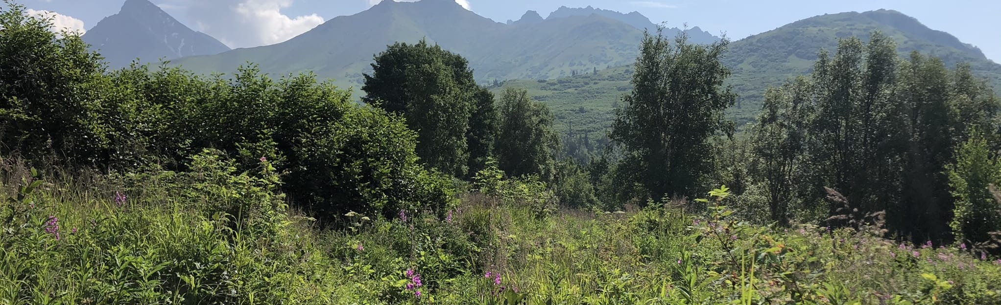 Bee Tree Loop: 145 Reviews, Map - Alaska | AllTrails