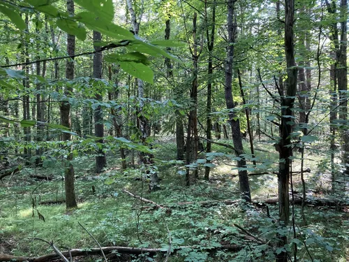 Best Hikes and Trails in Catamount State Forest | AllTrails