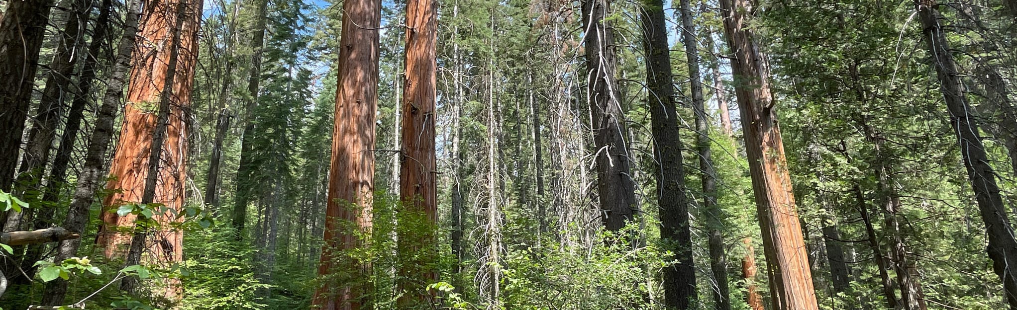 Merced Grove Trail: 368 Reviews, Map - California | AllTrails