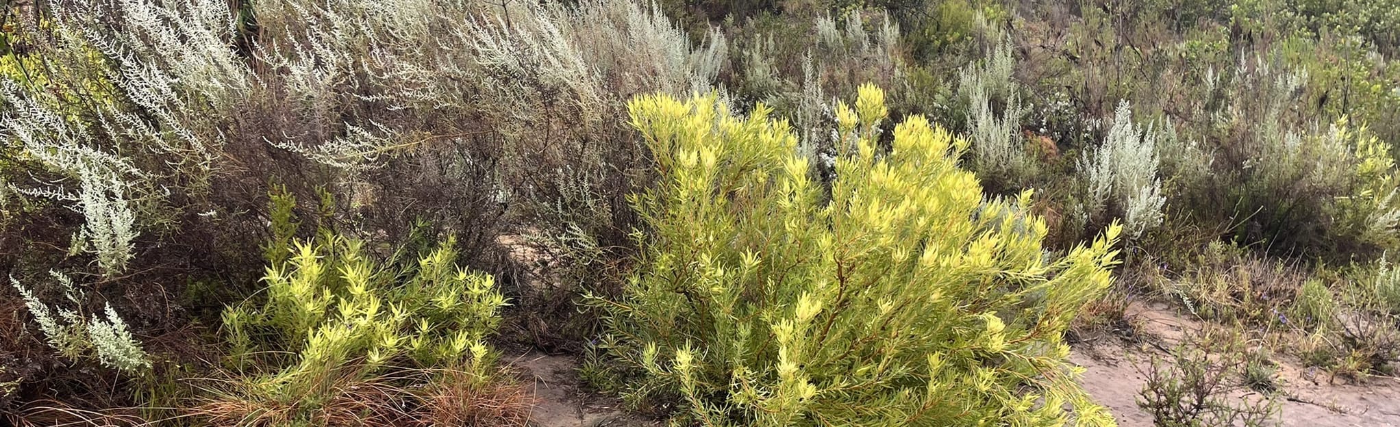 Hadeda Trail, Western Cape, South Africa - 100 Reviews, Map | AllTrails