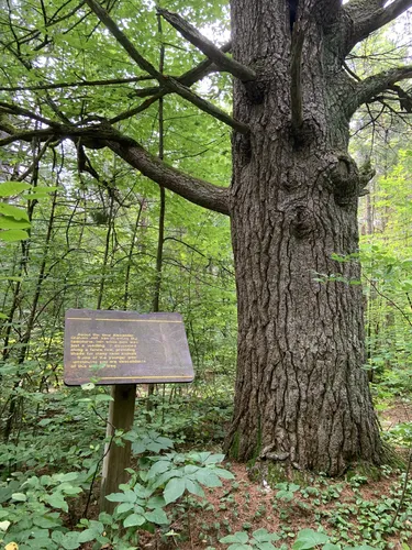 Best Hikes and Trails in Beachburg County Forest | AllTrails