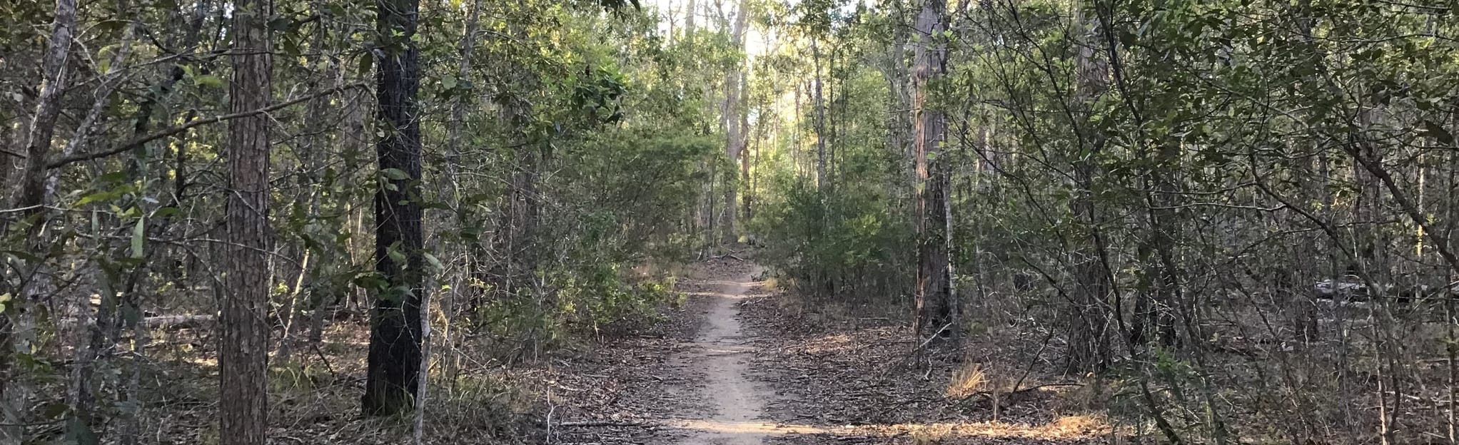 Ferguson State Forest Loop: 25 Fotos - Queensland, Australien | AllTrails