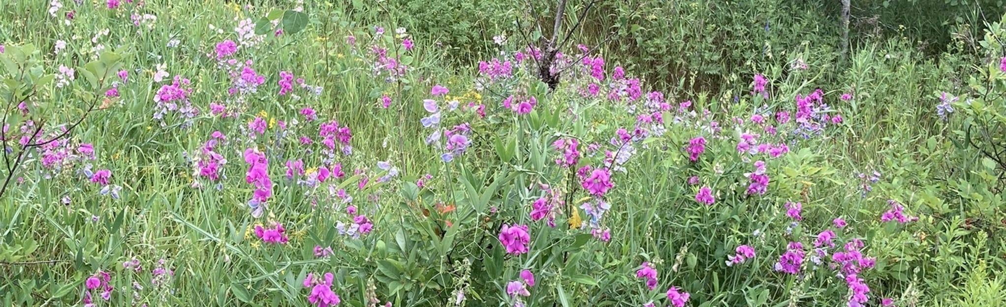 Iron Ore Heritage Trail, Ranger Loop, Jackie's Favorite | Mapa, Roteiro ...