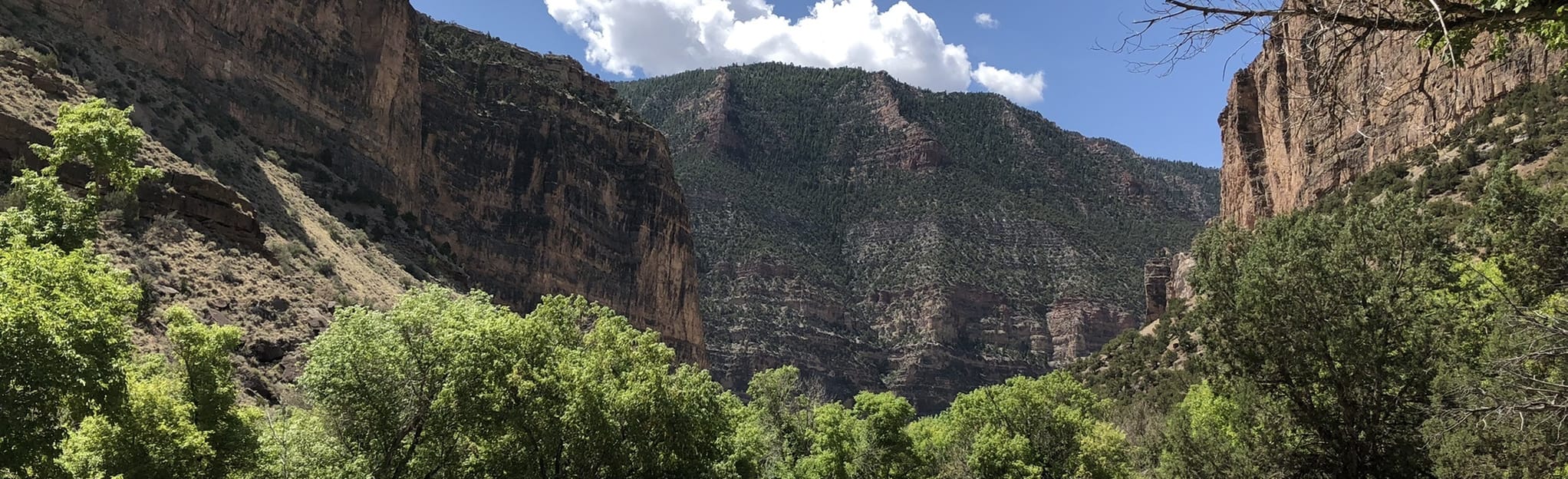 Jones Hole Trail, Utah - 206 Reviews, Map | AllTrails