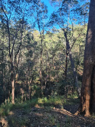 10 Best Trails and Hikes in Mount Coot-tha | AllTrails