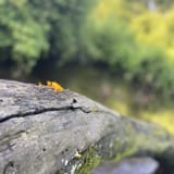 Forge Pond - Metedeconk River Kayak Trail, New Jersey - 16 Reviews, Map ...