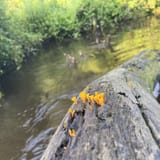 Forge Pond - Metedeconk River Kayak Trail, New Jersey - 16 Reviews, Map ...