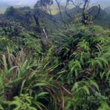 Manana Ridge Trail to Ko'olau Summit, Oahu, Hawaii - 170 Reviews, Map ...