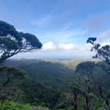 Manana Ridge Trail to Ko'olau Summit, Oahu, Hawaii - 170 Reviews, Map ...
