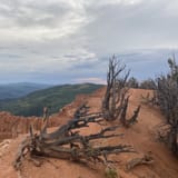 Twisted Forest, Utah - 150 Reviews, Map | AllTrails