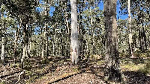 Best 10 Hiking Trails in Wombat State Forest | AllTrails