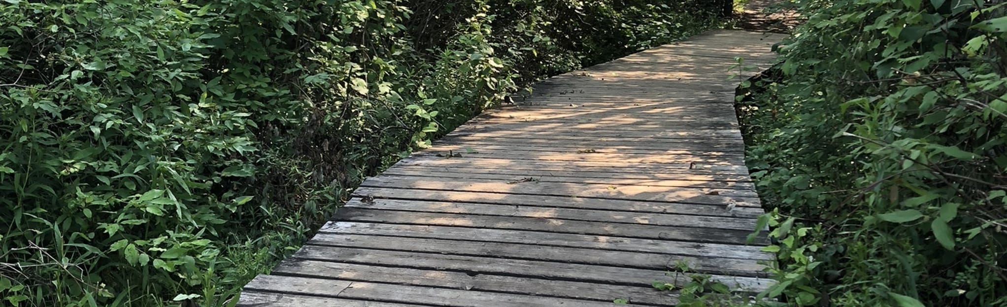 Trent Wildlife Sanctuary: Red Trail: 85 foto - Ontario, Canada | AllTrails