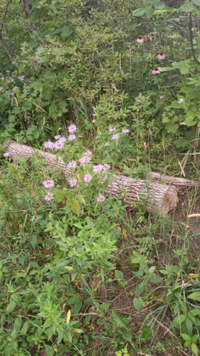 Best Hikes and Trails in Colonial Park | AllTrails