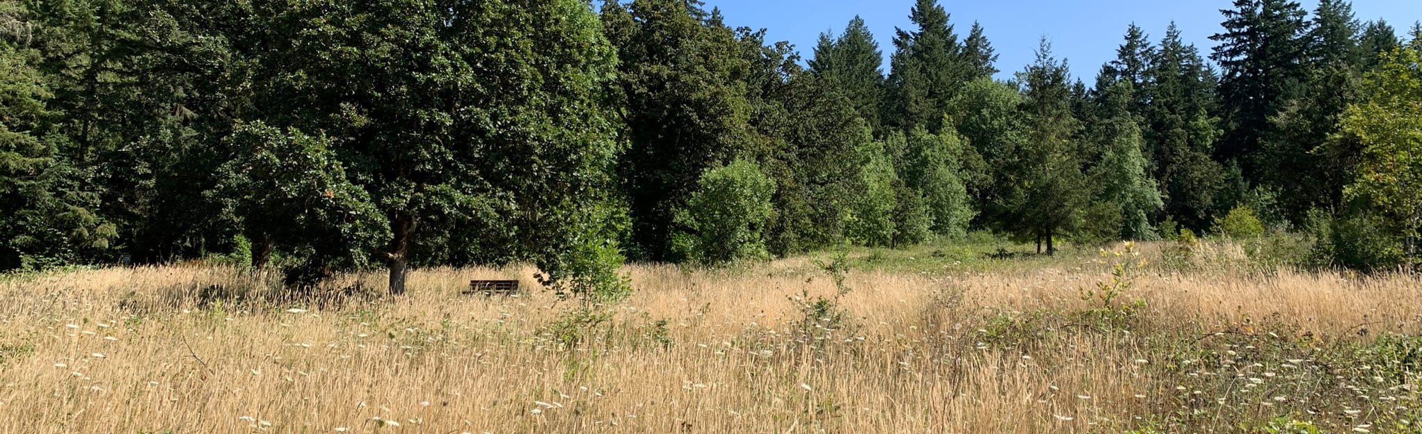 Mossy Maple Trail: 546 Reviews, Map - Oregon | AllTrails