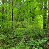 Evergreen State College Trail, Washington - 79 Reviews, Map | AllTrails