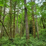 Evergreen State College Trail, Washington - 79 Reviews, Map | AllTrails