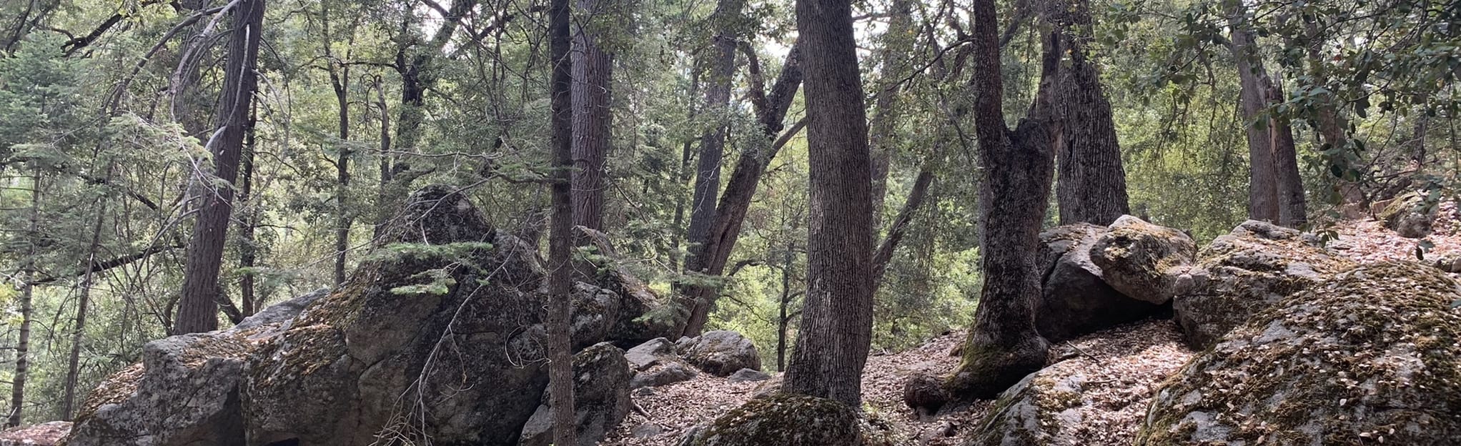 Fry Creek Trail, California - 105 Reviews, Map | AllTrails