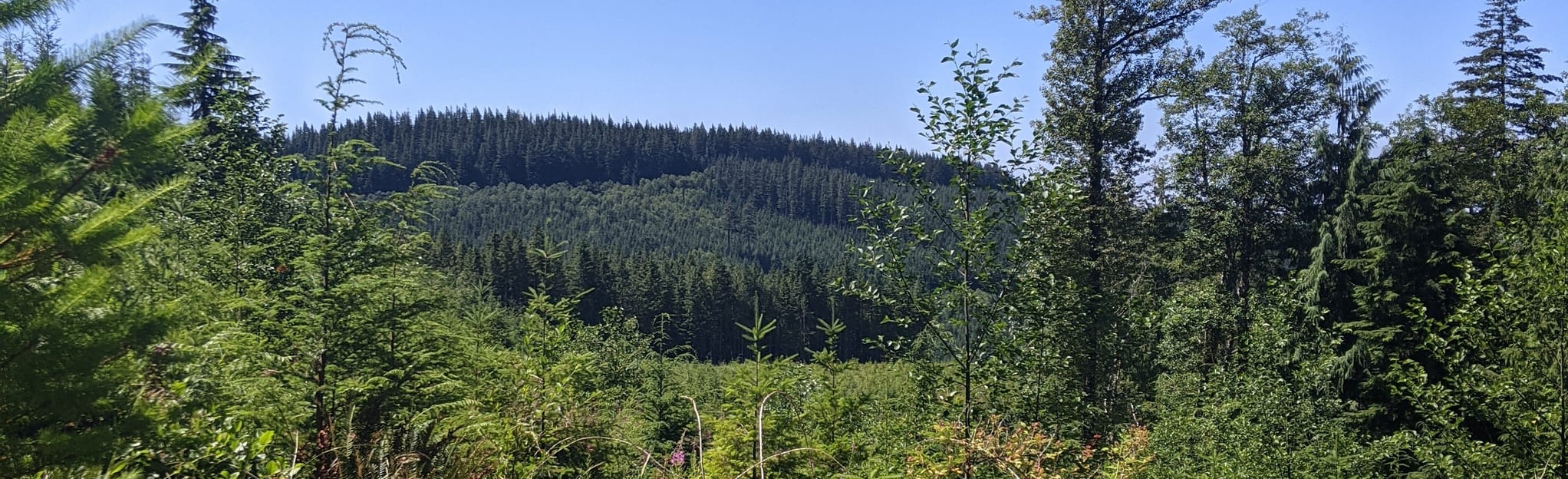 Feather Trail, Oregon - 19 Reviews, Map | AllTrails