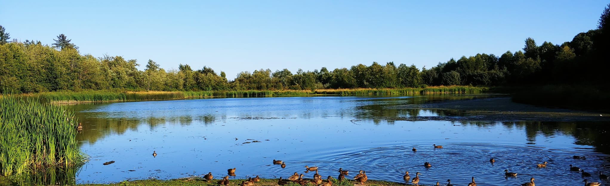 Surrey Lake Loop, British Columbia, Canada - 177 Reviews, Map | AllTrails