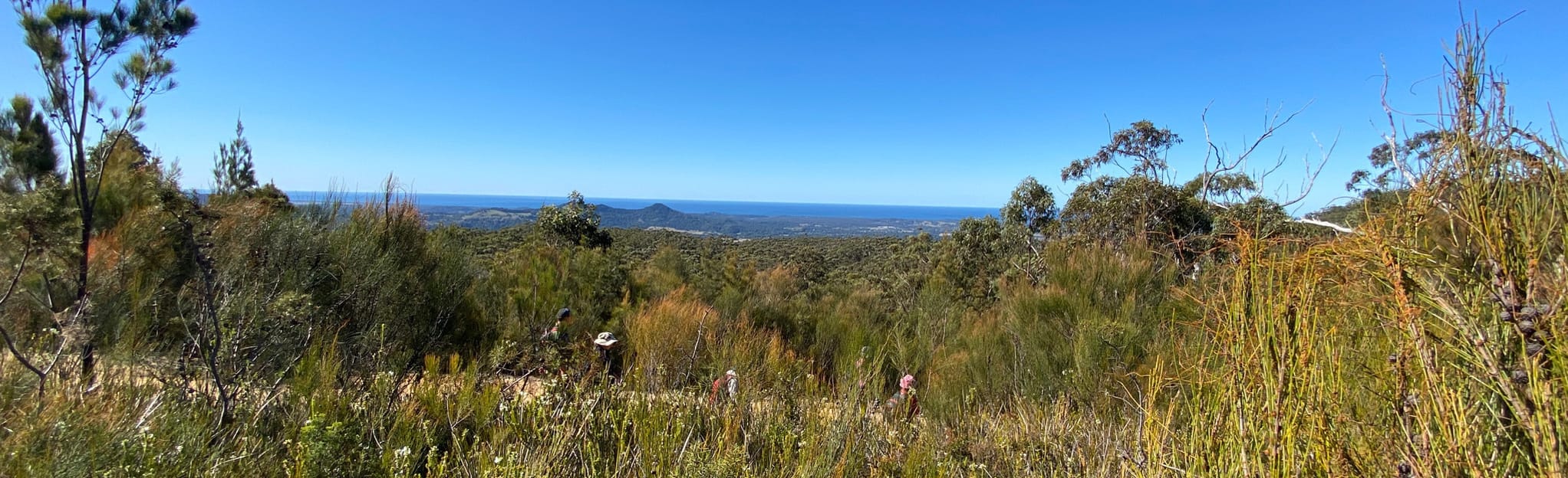 Teales Lookout via Rayners Track, New South Wales, Australia - 21 Reviews, Map | AllTrails