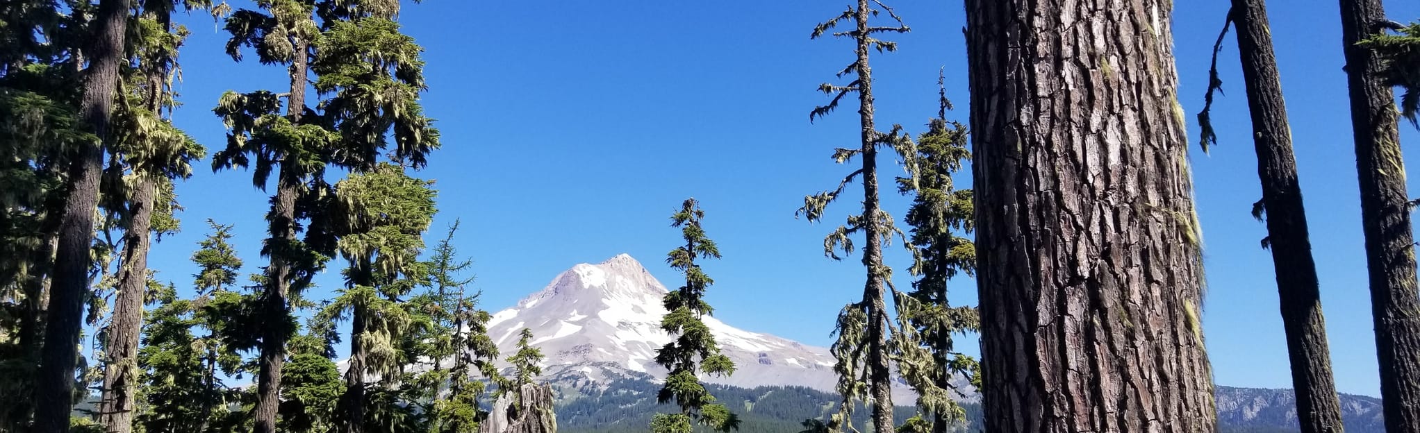 Bennett Pass Road Out-and-Back, Oregon - 229 Reviews, Map | AllTrails