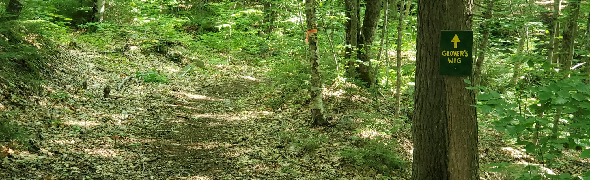 Morgan Meadows Management Road: 50 Reviews, Map - Maine | AllTrails