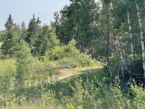 Best Short Trails in Spruce Woods Provincial Park | AllTrails