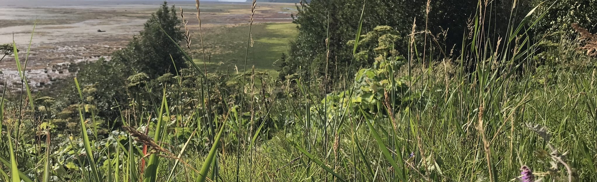 Carr-Gottstein Park Loop: 5 foto - Alaska | AllTrails