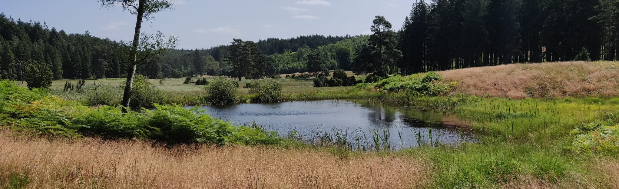Velling Skov - Hundsø - Iglesø: 34 Fotos - Region Midtjylland, Dänemark ...