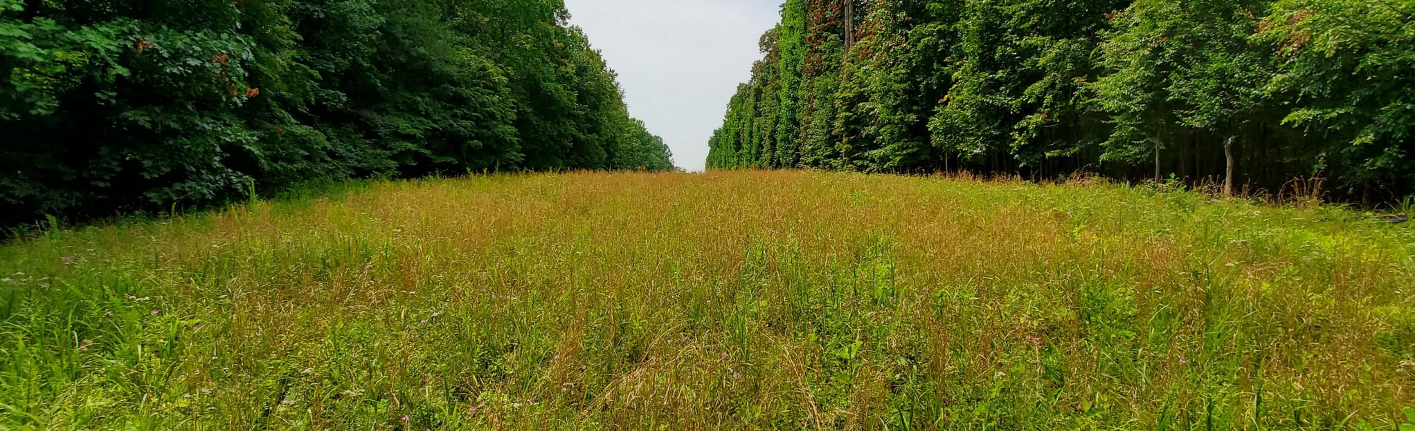 Seneca Ridge and White Loop, Maryland - 53 Reviews, Map | AllTrails