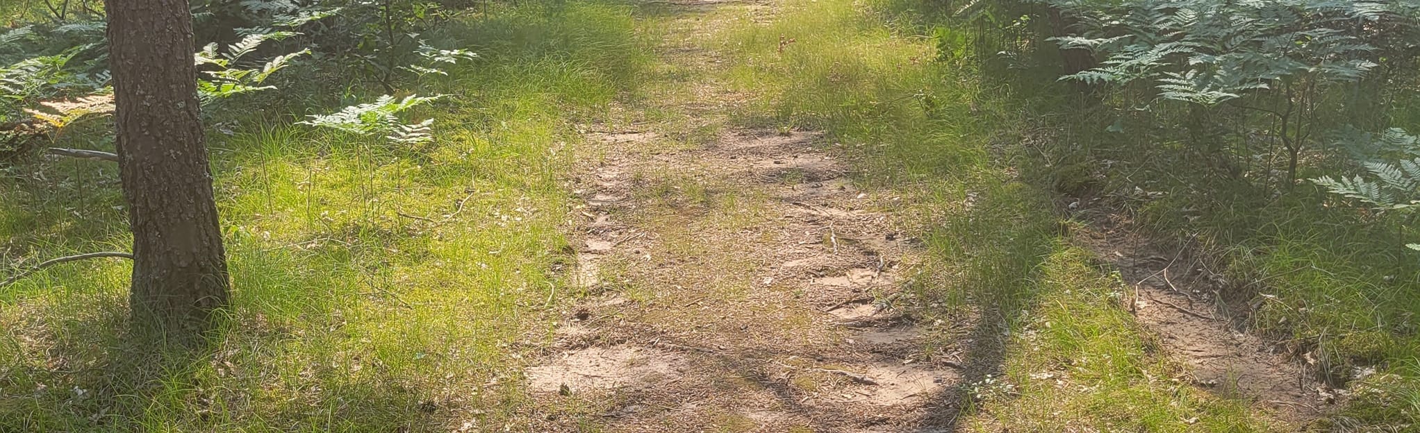 Tisdale Triangle Pathway, Michigan - 73 Reviews, Map | AllTrails