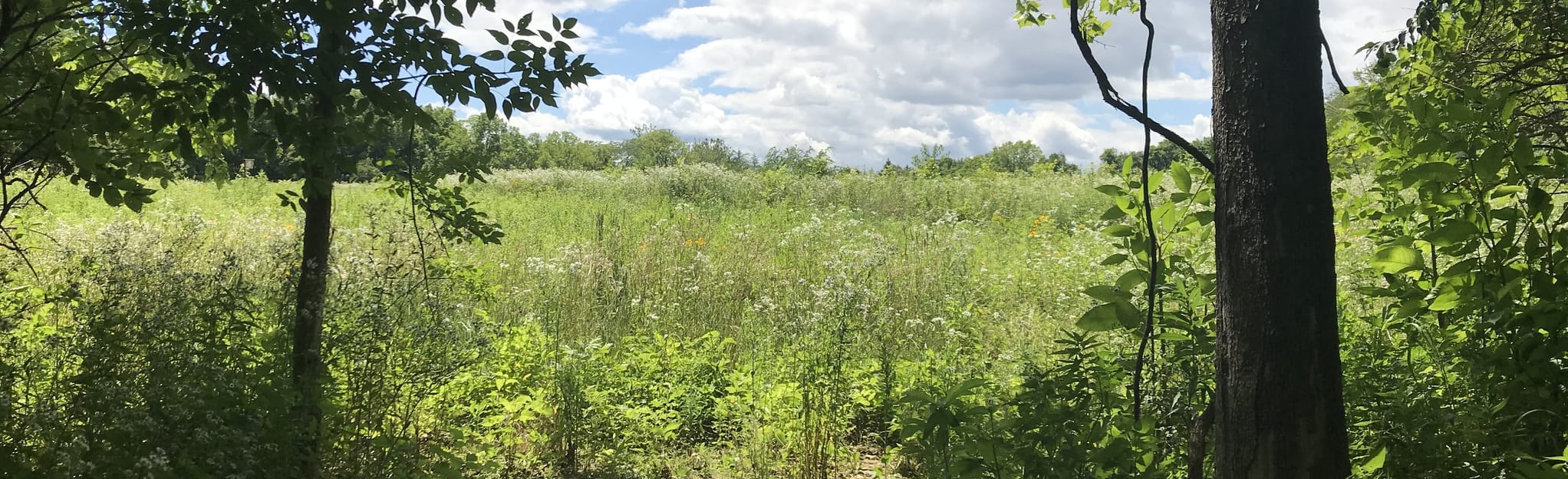 Purple Trail: 91 Reviews, Map - Ohio | AllTrails